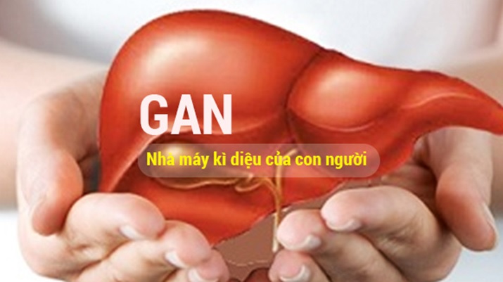 Tìm hiểu về gan - Nhà máy kỳ diệu của cơ thể |Tuligan|